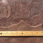 Flagstone.Tucson.520.296.6231 | Acme Sand & Gravel